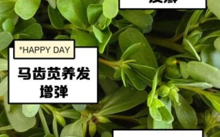 马齿苋治白发真的有用吗_马齿苋治白发怎么做