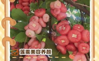 海南莲雾的功效与作用_海南莲雾怎么吃最好