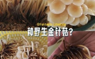 金针菇怎么在家种植_金针菇家庭种植方法