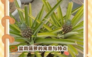菠萝种植多久结果_菠萝种植技术要点