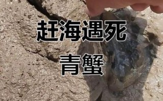 青蟹死了能不能吃了_青蟹死了多久不能吃