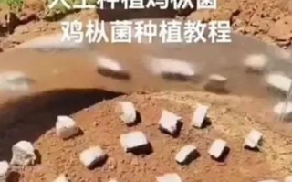 鸡枞菌怎么种植_鸡枞菌种植方法