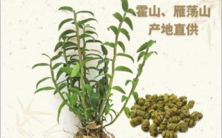 铁皮石斛怎么吃_铁皮石斛有什么功效