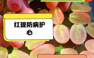 红提子的功效与作用禁忌_孕妇能吃吗