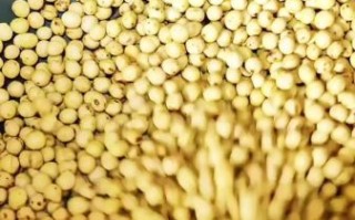 醋泡黄豆能减肥吗_醋泡黄豆的正确做法