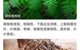 蕨根粉丝的功效与危害_蕨根粉丝吃多了有什么副作用