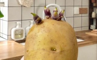 轻微发芽的土豆能吃吗_土豆发芽削掉还能吃吗