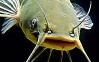 鲶鱼冒充清江鱼怎么分辨_清江鱼和鲶鱼区别