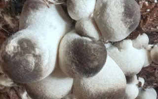 草菇价格一斤多少钱_草菇多少钱一斤2024