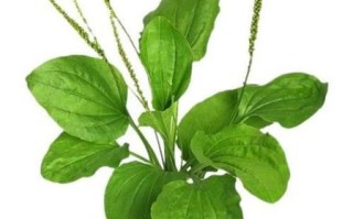 车前草泡水禁忌人群_哪些人不能喝