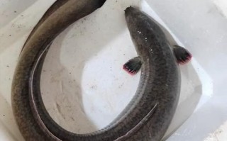 鲈鳗鱼怎么做好吃_鲈鳗鱼的家常做法