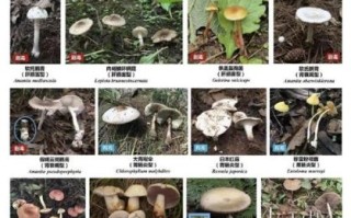 常见食用菌种类有哪些_如何辨别有毒蘑菇