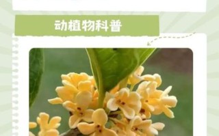 桂花什么时候开_桂花花期多久