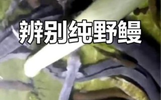 石鳗鱼图片_如何辨别真假石鳗鱼