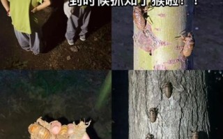 知了怎么抓_知了什么时候出来最多