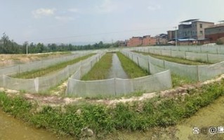 青蛙养殖技术_青蛙人工养殖技术