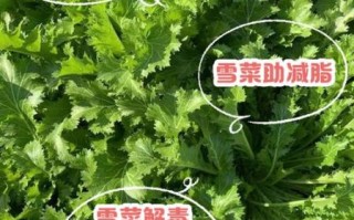 雪菜的营养价值_雪菜的功效与作用