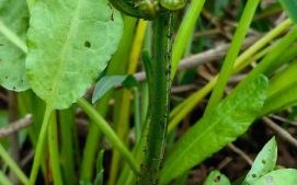 野菜大全图片和名字_有哪些可以吃的野菜