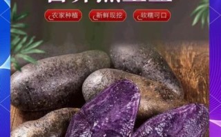 黑土豆是转基因吗_黑土豆营养价值