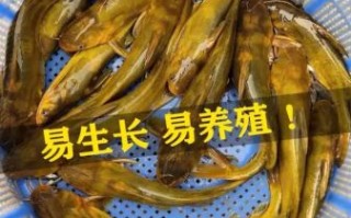 黄骨鱼养殖回收是真的吗_黄骨鱼养殖回收骗局揭秘