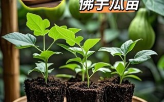 佛手瓜苗的功效与作用_孕妇可以吃吗