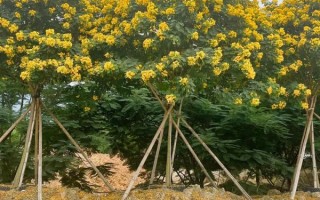 黄槐树图片怎么拍_黄槐树花期是几月