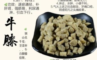 牛膝的功效与作用_牛膝的禁忌人群