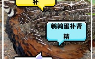 鹌鹑怎么读_鹌鹑的营养价值有哪些