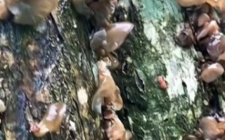 野生木耳怎么挑选_野生木耳多少钱一斤