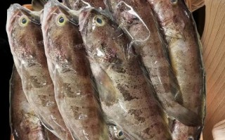 石斑鱼怎么杀图解_石斑鱼宰杀步骤