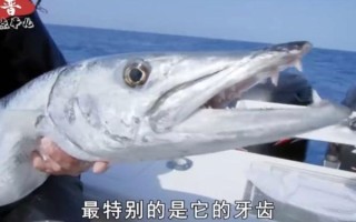 海狼鱼长什么样_海狼鱼有毒吗