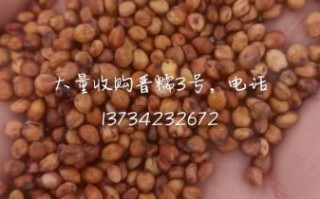 高粱价格最新报价2021_高粱多少钱一斤