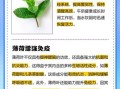 薄荷茶能天天喝吗_长期饮用副作用