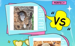 雪燕是什么_雪燕和燕窝的区别