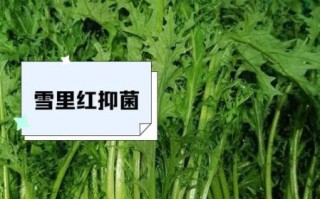 雪里红不能和什么一起吃_雪里红禁忌人群有哪些