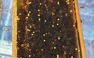 蜂蜡图片真假辨别_蜂蜡图片高清细节