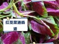红叶苋菜补血吗_红叶苋菜怎么吃最营养