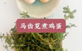 马齿苋煮鸡蛋的功效_马齿苋煮鸡蛋的禁忌