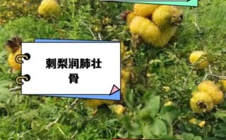 野刺梨的功效与作用_野刺梨怎么吃效果最好