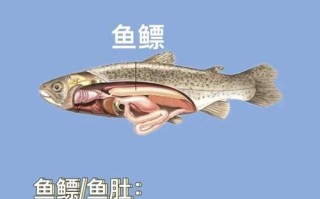 鱼肚和花胶的区别_鱼肚和花胶哪个更营养