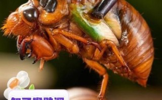 知了猴能吃吗_知了猴怎么吃安全