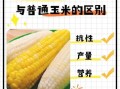 甜玉米都是转基因的吗_甜玉米和转基因区别