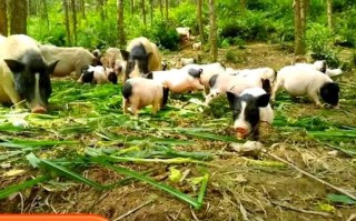 香猪最大能长多少斤_香猪成年体重是多少