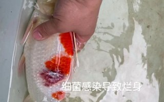 锦鲤鱼烂身用什么药最好_锦鲤鱼烂身烂尾怎么治疗