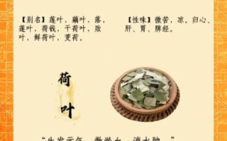 荷叶的功效与作用禁忌_荷叶的副作用有哪些