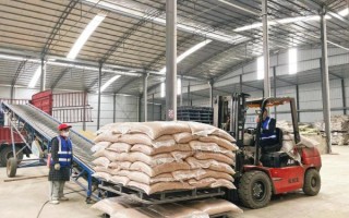 金豌豆是什么_金豌豆的功效与作用