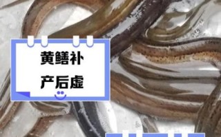 黄鳝吃什么饲料成本低_黄鳝低成本饲料配方