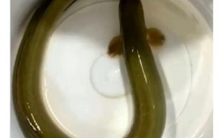 鳗鱼图片怎么拍_鳗鱼高清壁纸哪里找