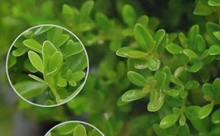 胡椒木和清香木的区别_哪个更适合室内养