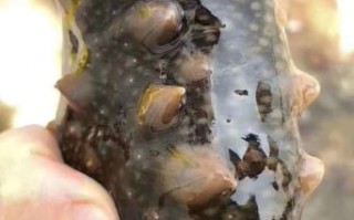 长岛海参价格多少钱一斤_长岛海参价格为什么高